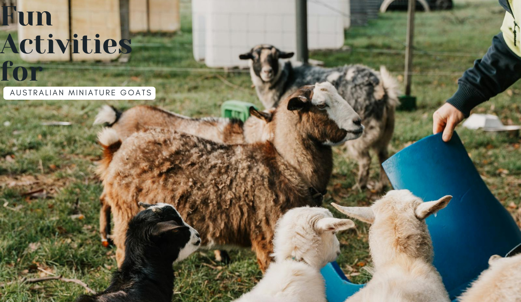 Fun Activities for Australian Miniature Goats