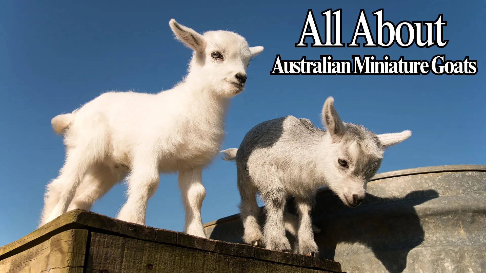 Australian Miniature Goats